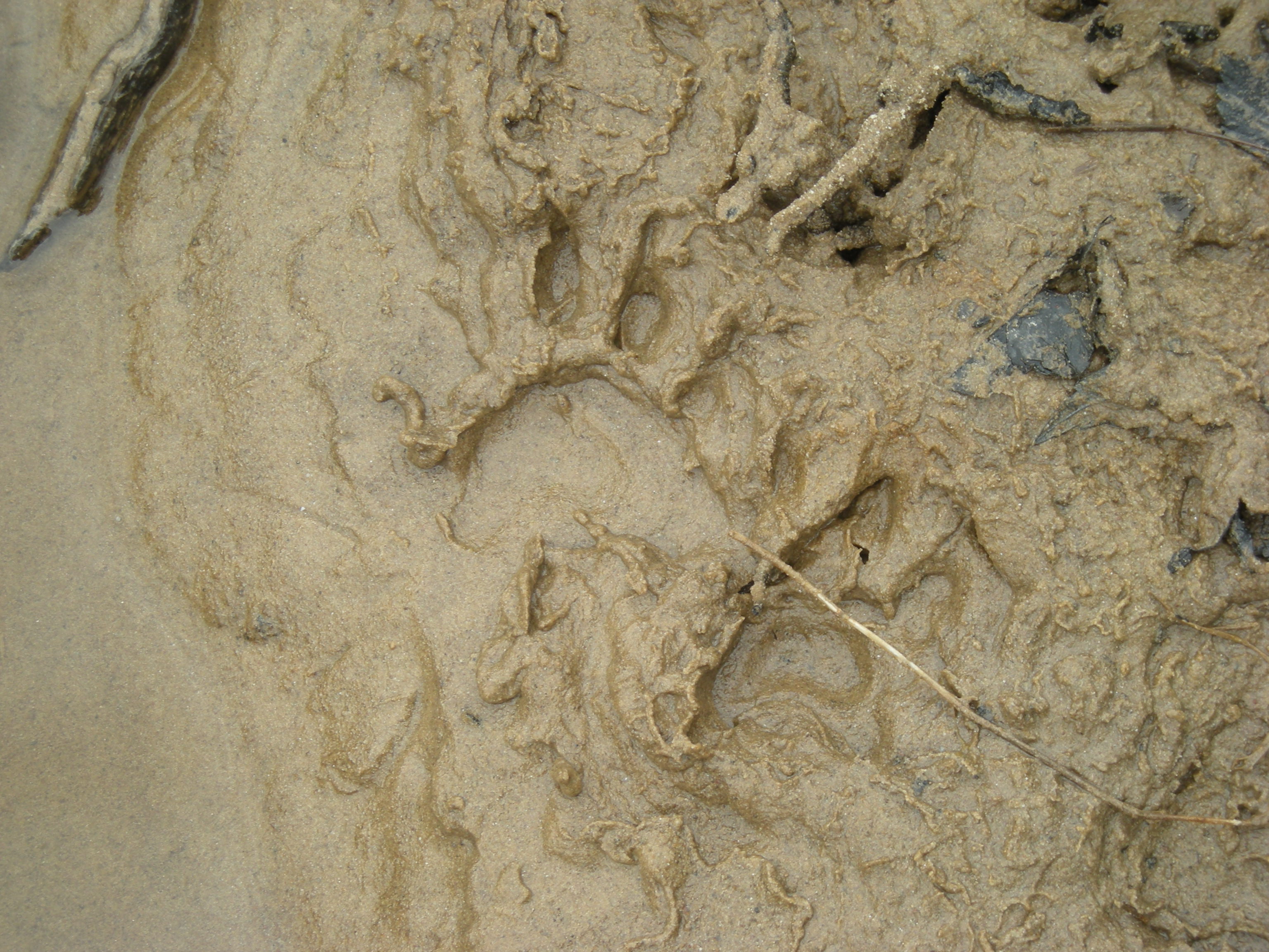 Mink tracts in the mud | FWS.gov